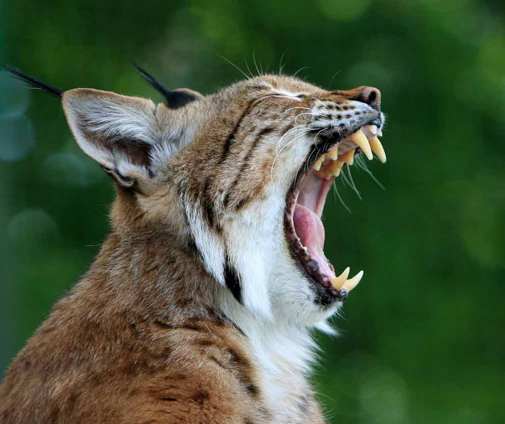 O que é o LINCE? - Projeto LINCE